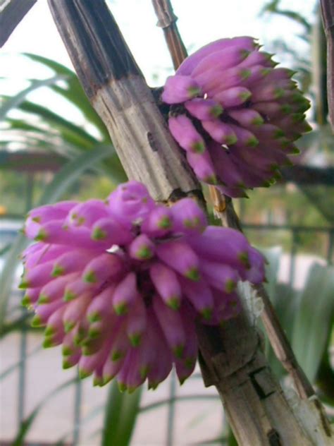 Orchid69 Dendrobium Purpureum