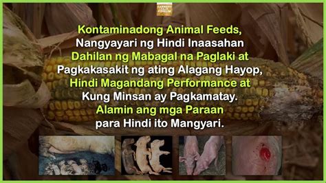 Kontaminadong feeds, dahilan ng pagkakasakit ng alagang Hayop. Alamin ...