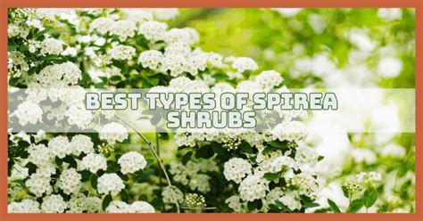 Best Types Of Spirea Shrubs For Easy Gardening In 2026