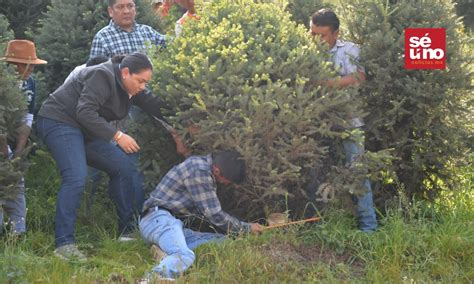 Por Qu El Estado De M Xico Sobresale En La Venta De Rboles De Navidad