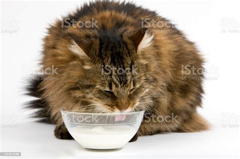 앙고라 국내 고양이 흰색 배경에 대한 우유를 마시는 남성 가축에 대한 스톡 사진 및 기타 이미지 가축 고양잇과 긴 머리