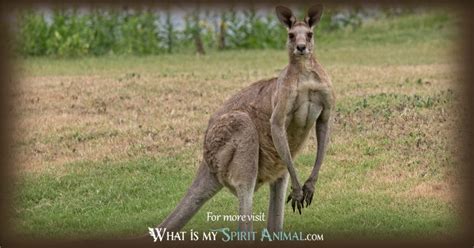 Kangaroo Symbolism And Meaning Kangaroo Spirit Totem And Power Animal