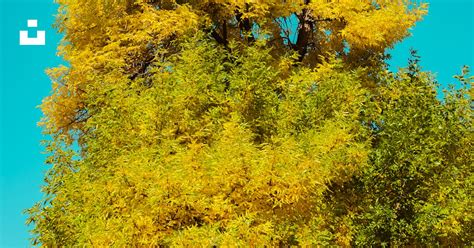 낮 동안 푸른 하늘 아래 노란색과 녹색 잎 나무 사진 Unsplash의 무료 캘거리 이미지