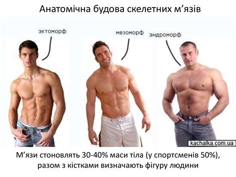 Мікроскопічна й анатомічна будова скелетних мязів презентация онлайн