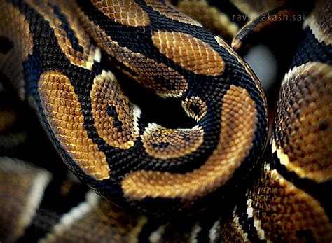 Ball Python Patterns