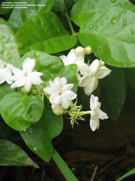 17 Best Images About Sampaguita On Pinterest The Philippines Crown Flower And Philippines