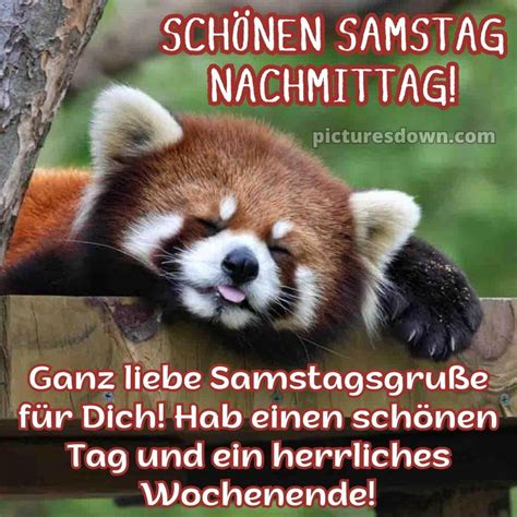 Samstag Nachmittag Grüße Bild Kleiner Panda