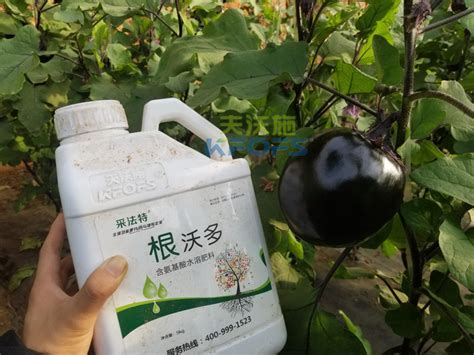 茄子对肥料有哪些要求
