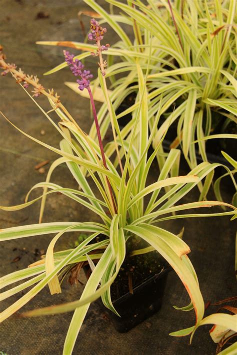 Liriope Muscari Silvery Sunproof Lilyturf Conifer Kingdom