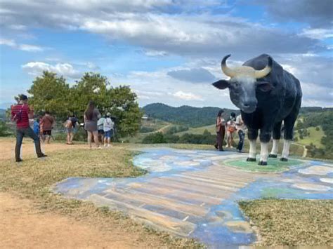 ตื่นตา ฝูงกระทิงป่ากว่า 30 ตัว อวดโฉมอาบแดดที่เขาแผงม้า