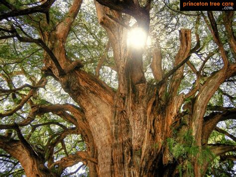 Natural Beauties Princeton Tree Care