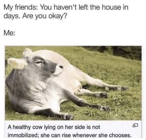 Im A Female Taurus Does That Make Me A Cow Because This Is Me Right