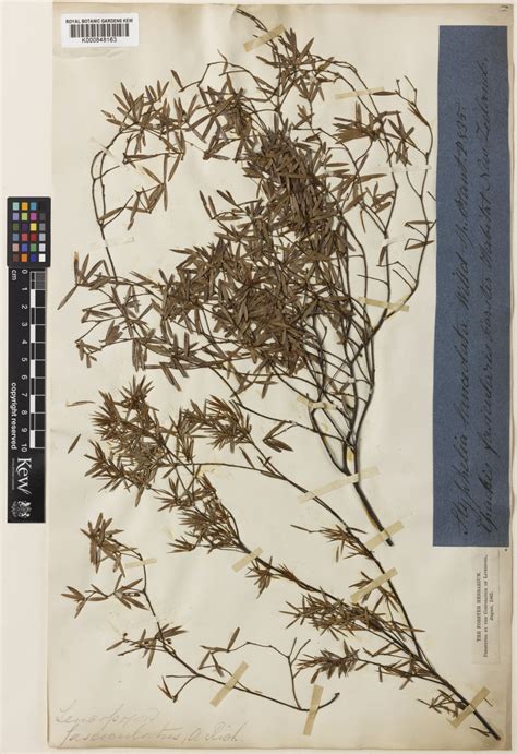 Cyathodes Labill Plants Of The World Online Kew Science