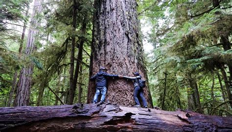 What Is A Mother Tree The Research Is Unclear Popular Science
