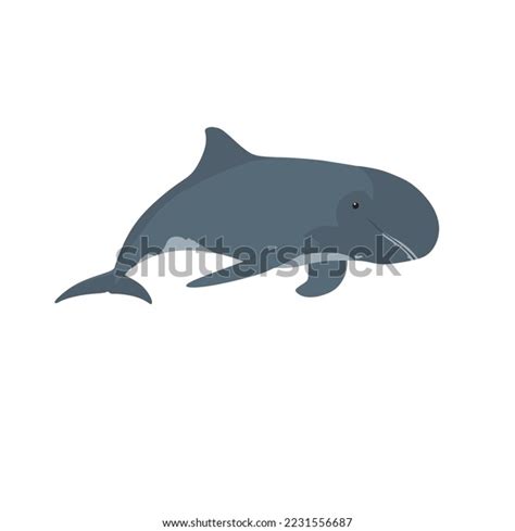 False Killer Whale Pseudorca Crassidens Slender Stock Vector Royalty