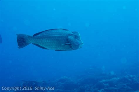 カンムリブダイ ダイバーの海水魚図鑑 Shiny Ace