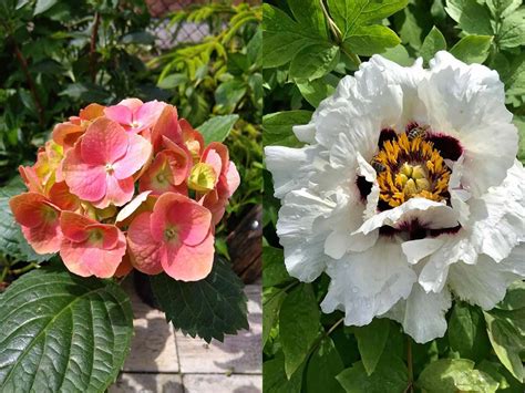 Fire Light Vs Quick Fire Hydrangea 4 Key Differences World Of Garden