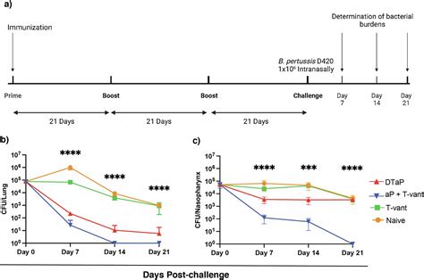 Un Nouveau Vaccin Nasal Semble Prometteur Pour Freiner La Propagation