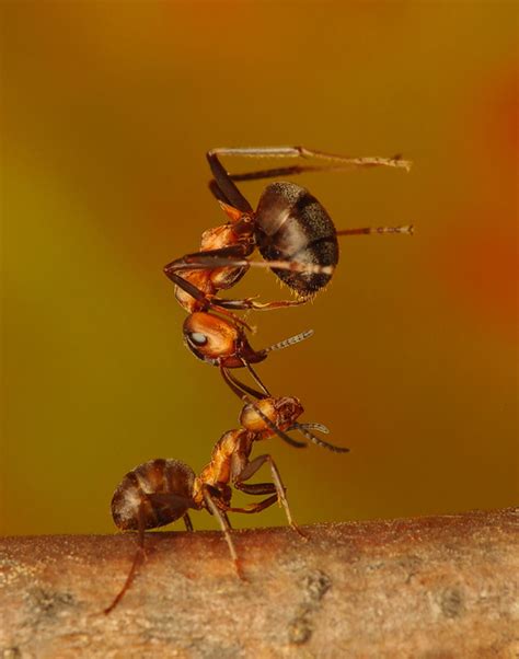 El Asombroso Mundo De Las Hormigas En HD Taringa