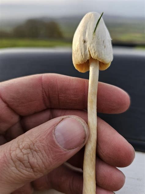 Weird Lib Or No Uk Rsemilanceata