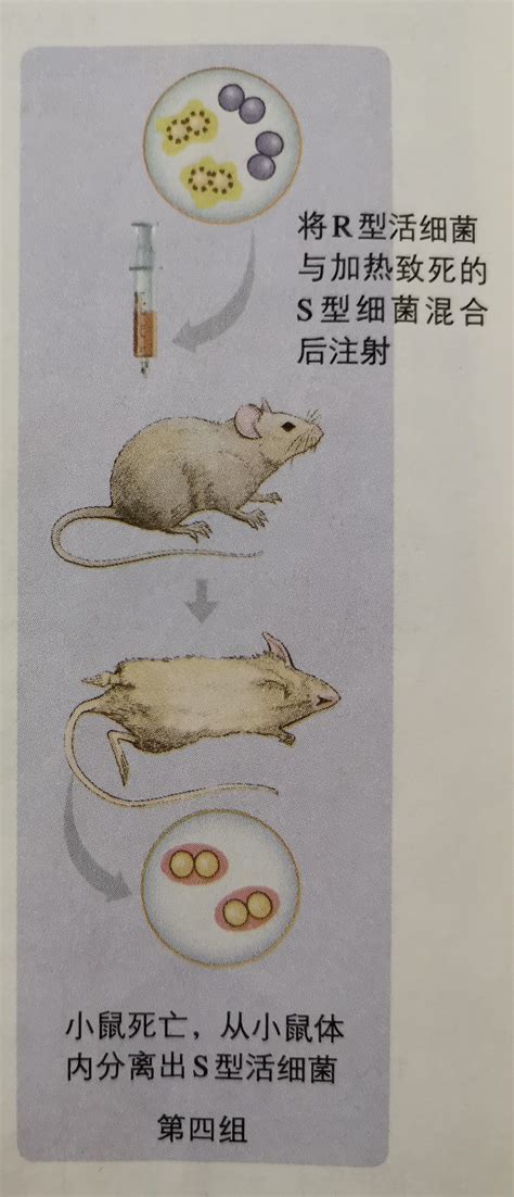 高中生物肺炎链球菌转化实验的转化因子为何起效？ 知乎