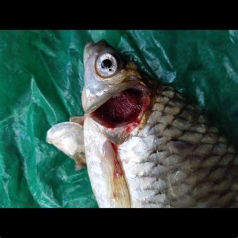 Fish Test And Val Object Detection Dataset By Crackdetection