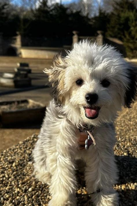 When Is A Yorkie Poo Full Grown Size And Age Fully Grown