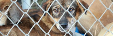 Cómo Apoyar Fundaciones De Rescate Animal