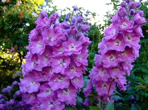 Delphinium 101 Easy Guide To Growing Lovely Delphiniums
