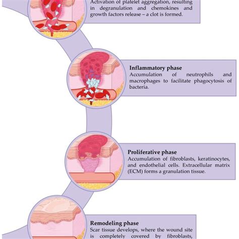 Phases Of The Wound Healing Process Created With Smart—servier Medical