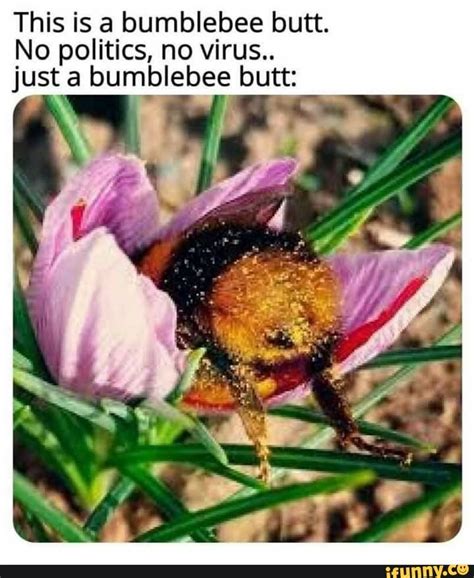 Bumblebee Memes Best Collection Of Funny Bumblebee Pictures On Ifunny