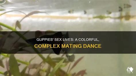 Guppies Sex Lives A Colorful Complex Mating Dance Petshun