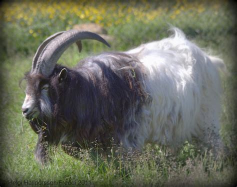 The Icelandic Goat The Icelandic Goat Breed Is Considered Flickr