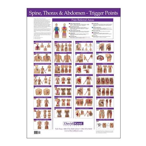 Trigger Point Chart Free