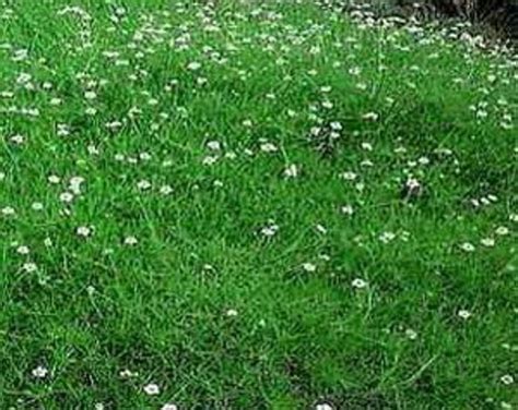 Sagina Crispy Grass Dense Foliage And Beautiful White Blooms Etsy