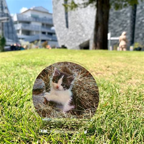 動物写真家 岩合光昭 オフィシャルサイト ニュース詳細
