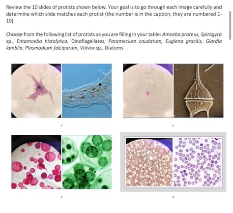 Solved Review The 10 Slides Of Protists Shown Below Your