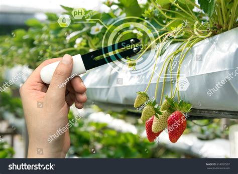 스마트 화분 1792개가 넘는 로열티 프리 라이선스 대상 스톡 사진 Shutterstock