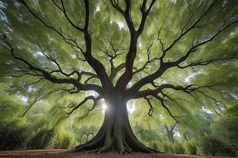 Premium Photo Low Angle Perspective Of Tree With Beautiful Canopy