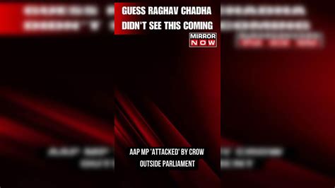 Viral Aap Mp Raghav Chadha Attacked By Crow Bjp Says Jhooth Bole