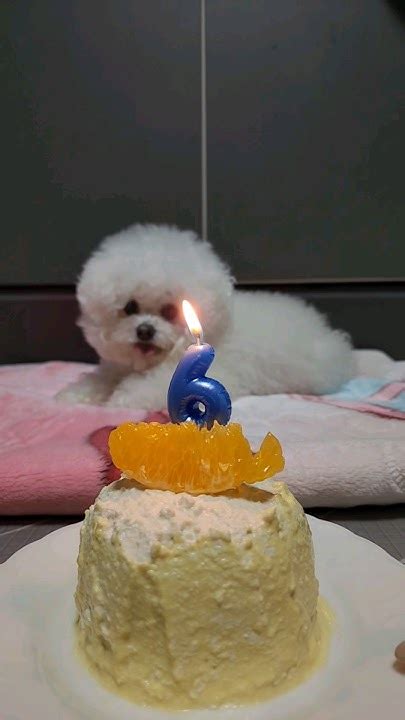 강아지 생일 케이크 만들기 마늘아 생일축하해 6살 강아지 고구마 두부 케잌 Youtube