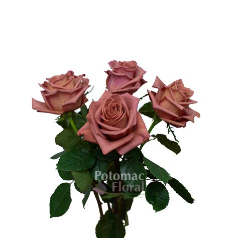 Barista Rose, 40 to 50 cm - Potomac Floral Wholesale