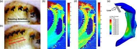Figure 2 From Fibrous Anisotropy And Mineral Gradients Within The Radula Stylus Of Chiton