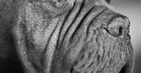 Wordpress Animation 13 Amazing Answers For You