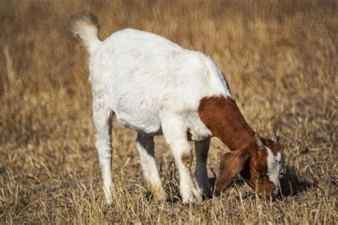 Raising Boer Goats • Insteading