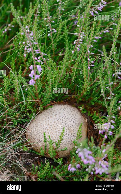 Common Earthball Scleroderma Citrinum And Common Heather Calluna Vulgaris North Rhine