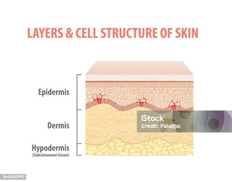 Structure Of The Epidermis Medical Vector Illustration Collagen