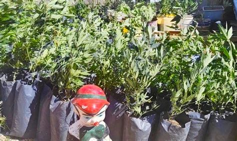 Secuestran 600 Plantas De Marihuana En Comodoro