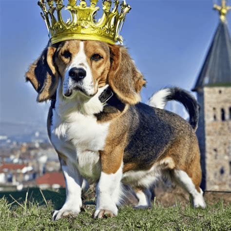 Twofer Goofer A Daily Rhyming Word Game Merriam Webster