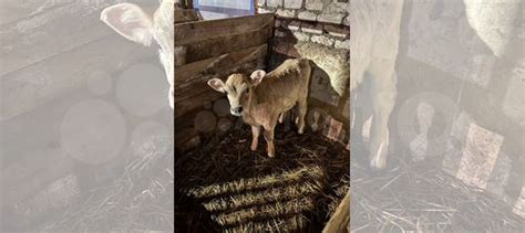 Телята швицкой породы купить в Дивеево Животные и зоотовары Авито